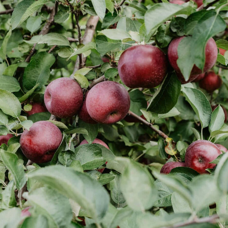 Organic Apples Red - 500g – Online Farmers Market